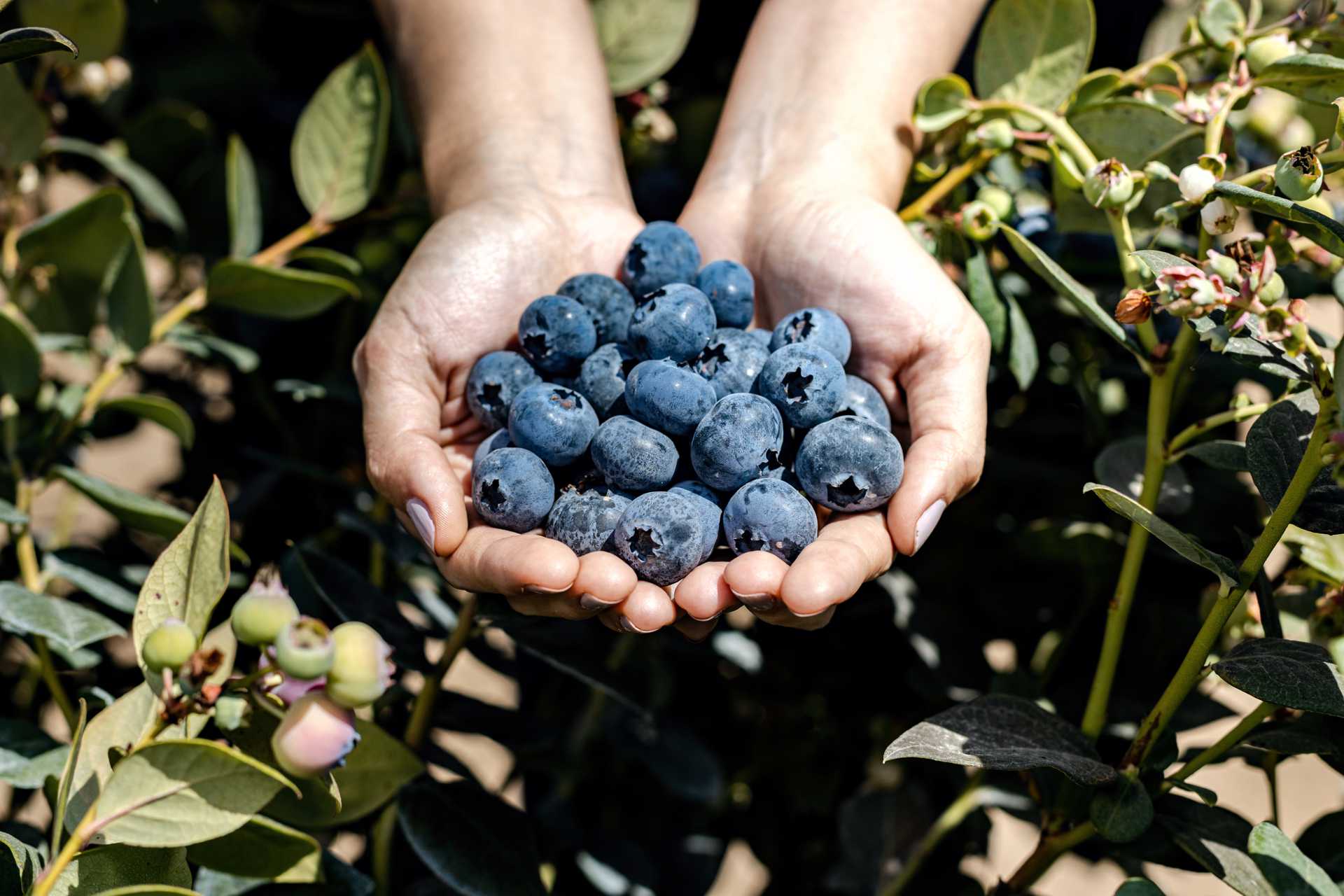 Larama Berries | We are weavers of development