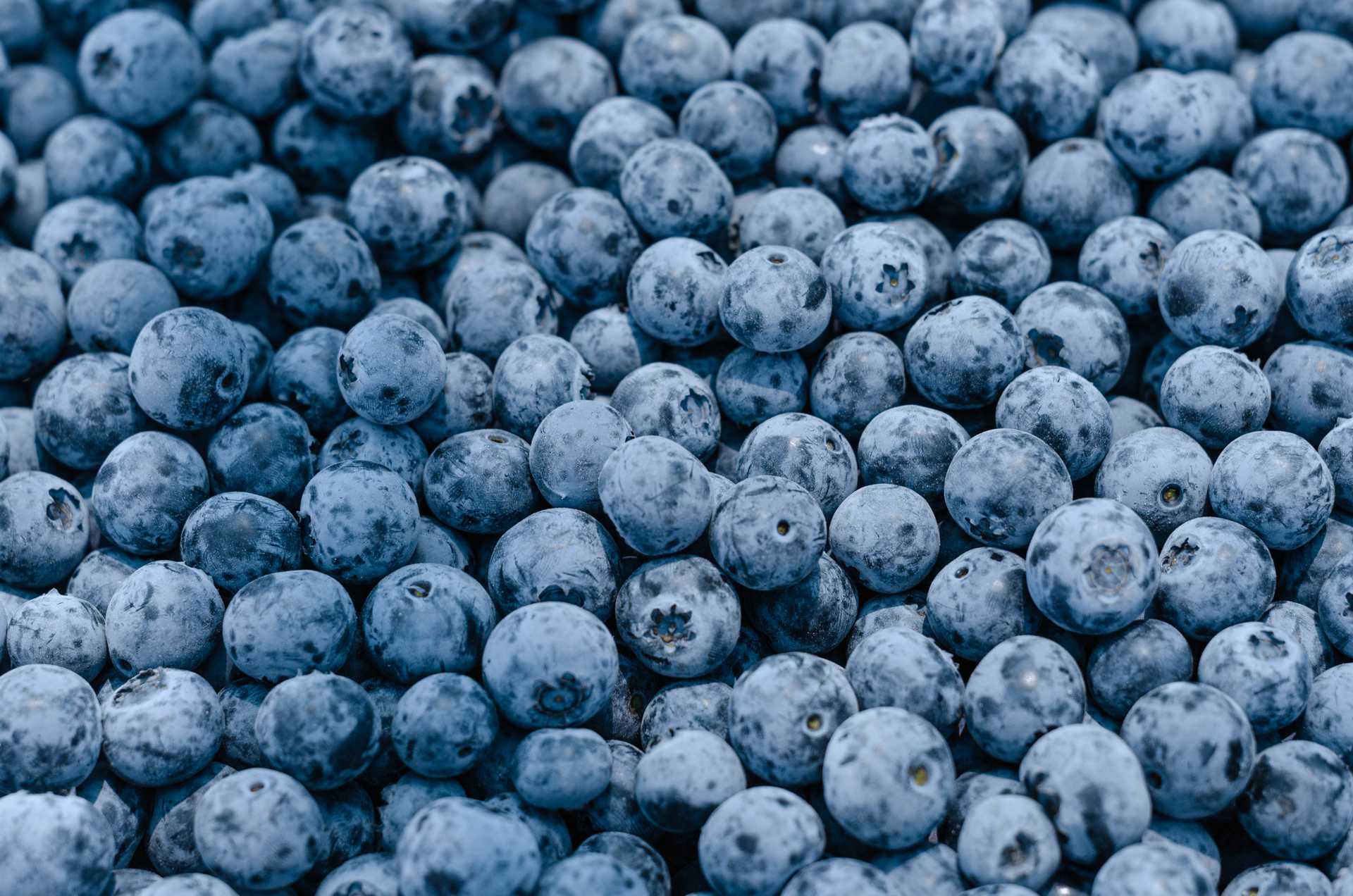 Productos | Larama Berries